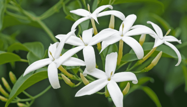 30 Different types of Jasmine plants - Plantozia