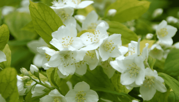 30 Different types of Jasmine plants - Plantozia