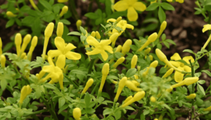 30 Different types of Jasmine plants - Plantozia