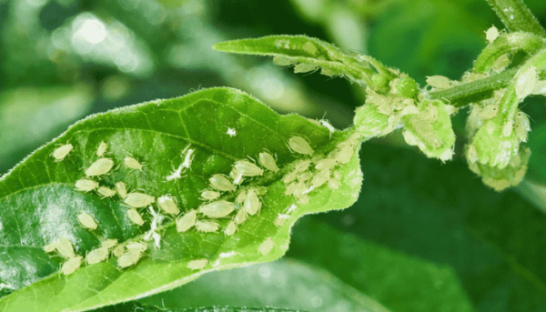 Rogor Insecticide for Plant Protection - Plantozia