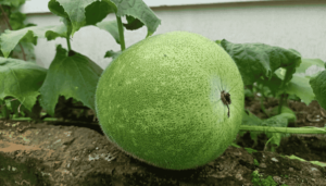 Different types of gourd vegetables in India - Plantozia