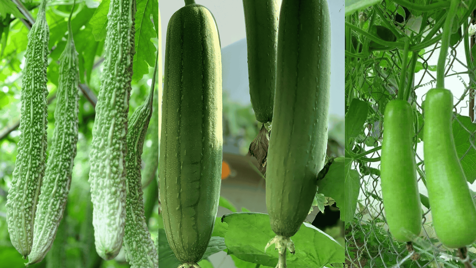 Different types of gourd vegetables in India - Plantozia