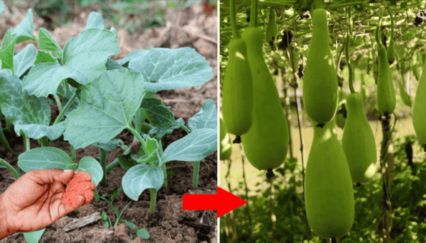 Different types of gourd vegetables in India - Plantozia