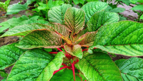 Different types of saag in india - Plantozia